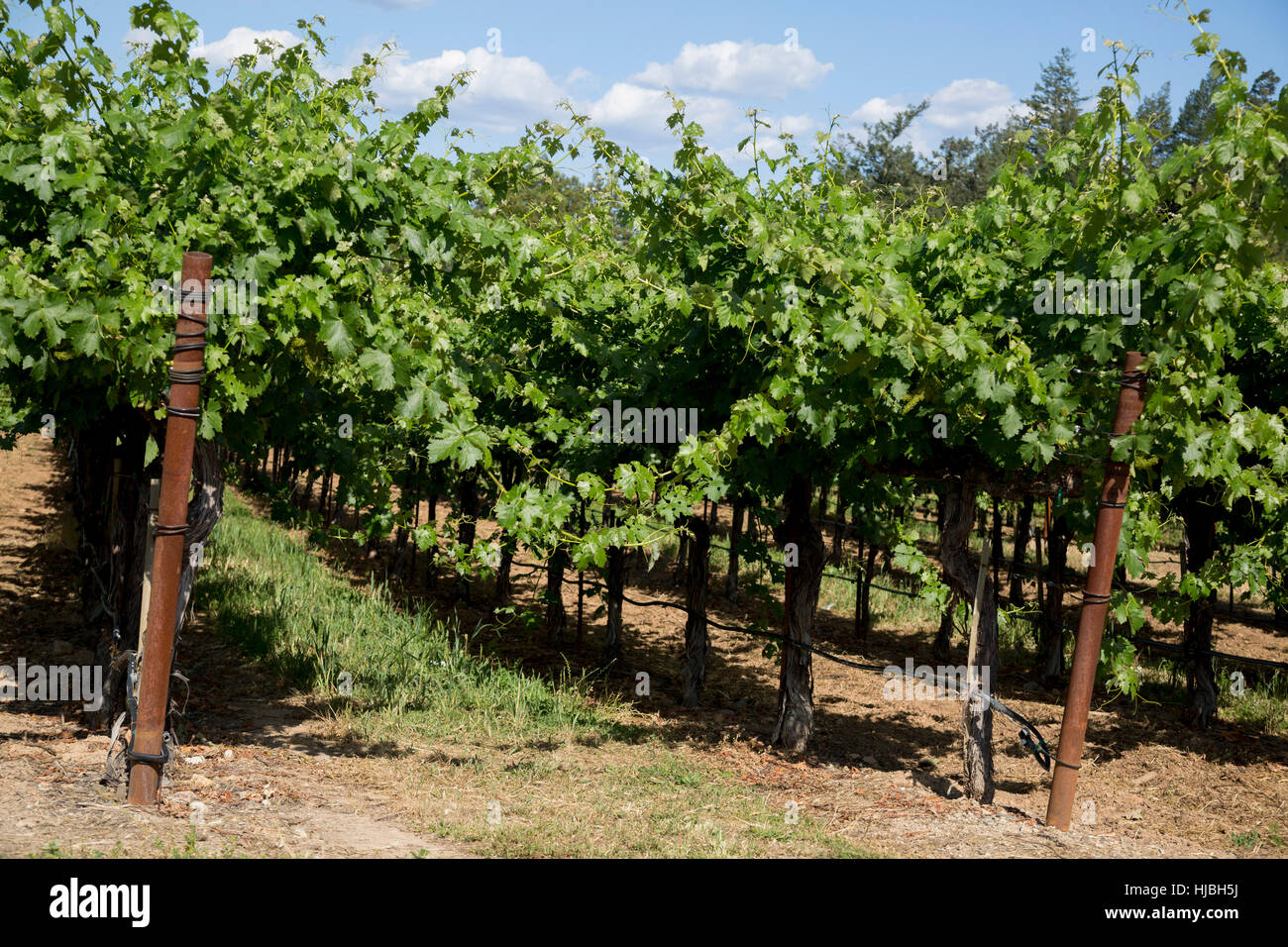 Close up of rows of grapevines Stock Photo - Alamy