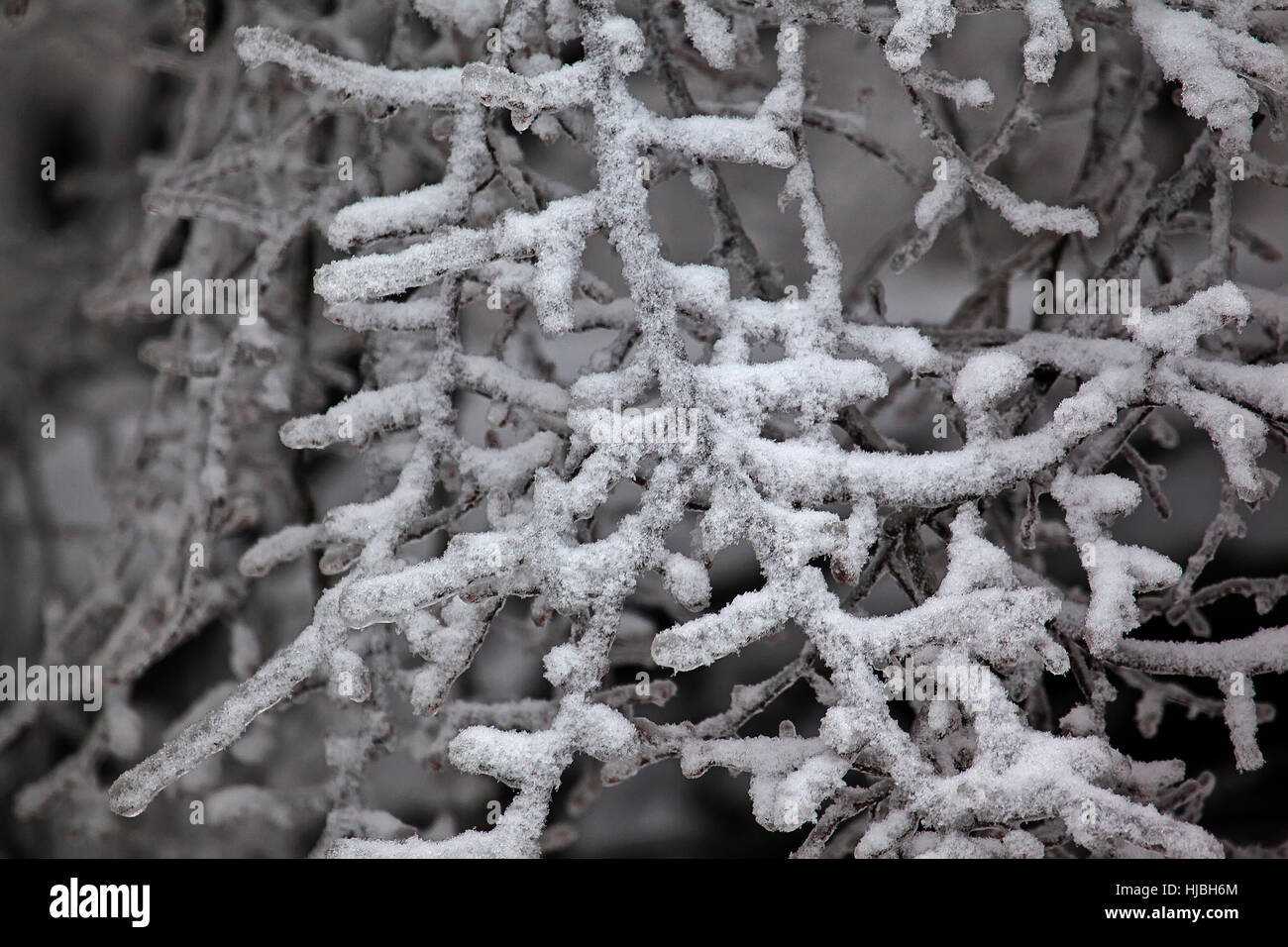 Trees covered ice in hi-res stock photography and images - Alamy