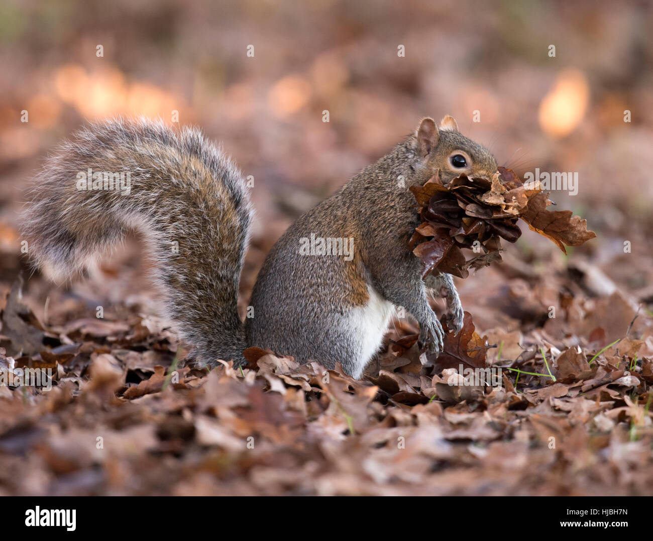 Grey squirrel drey nest in hi-res stock photography and images - Alamy