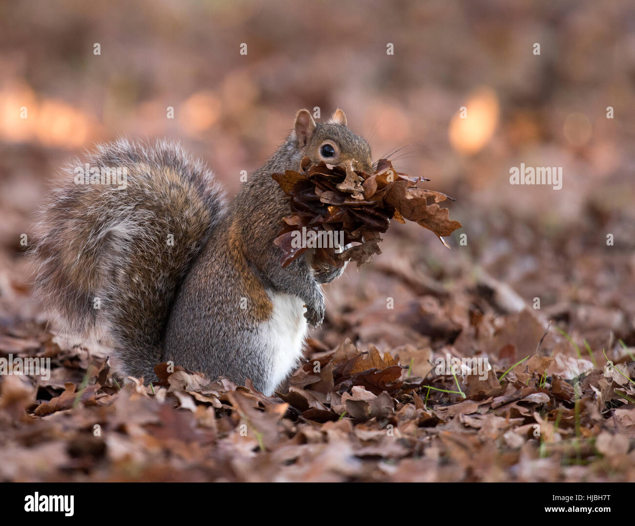 Grey Squirrel Drey Nest In High Resolution Stock Photography and Images ...