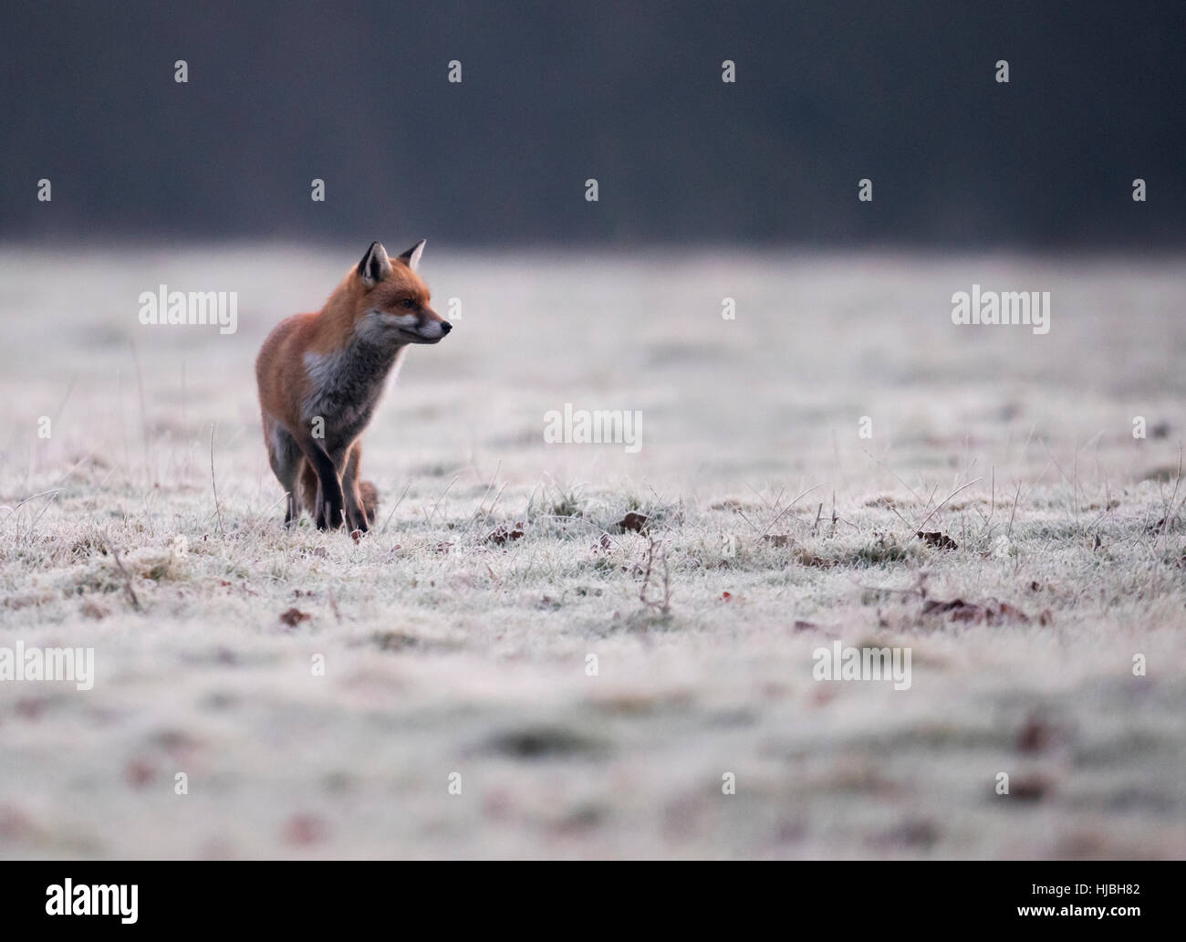 A wild red fox (Vulpes vulpes) at dawn on a frosty Winters morning in ...
