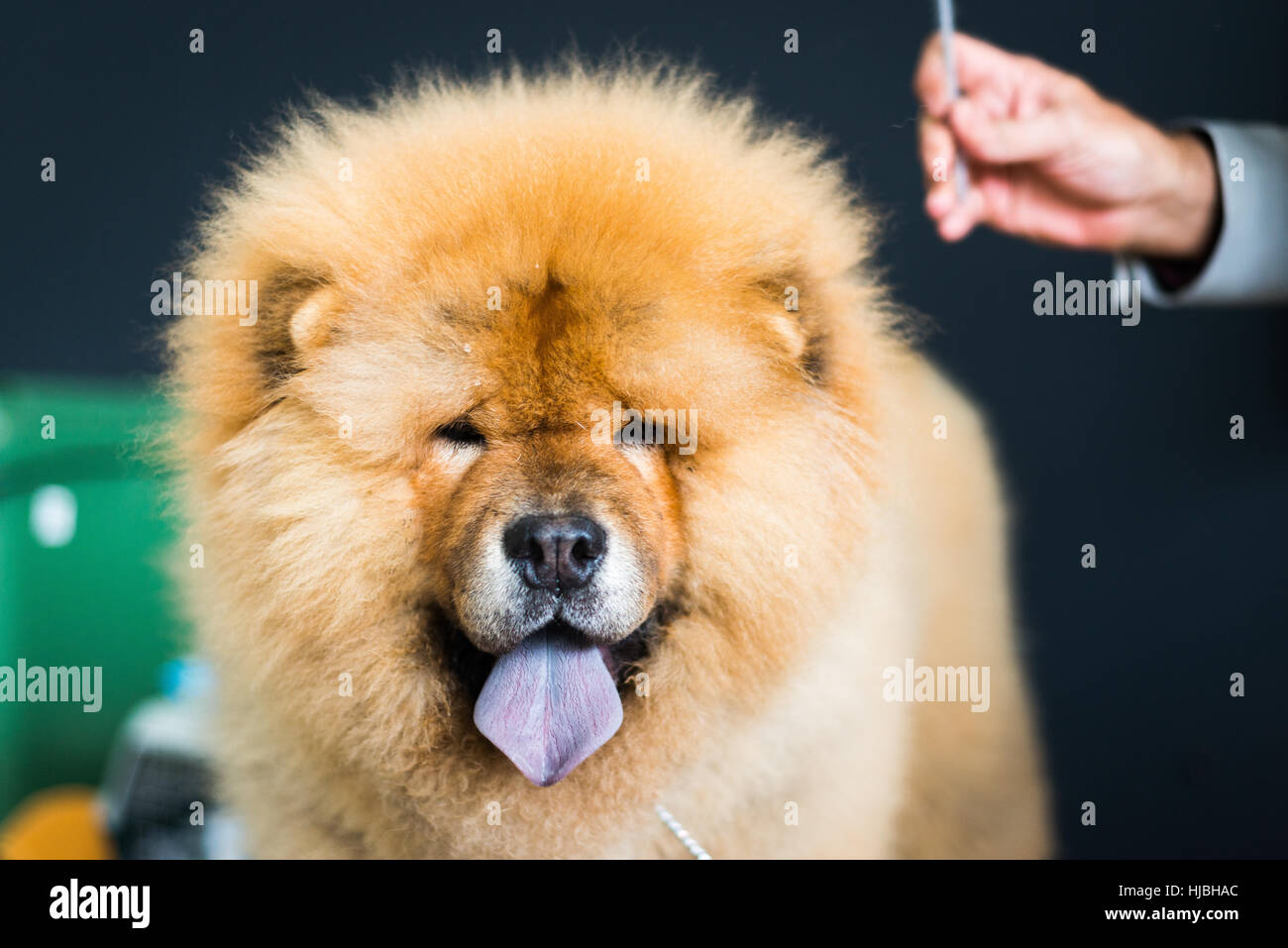 Chow chow hi-res stock photography and images - Alamy