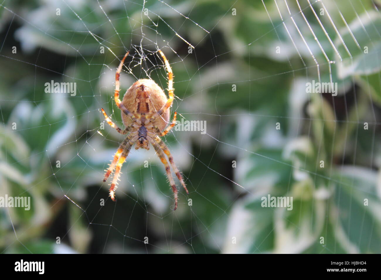 garden spider on web Stock Photo - Alamy