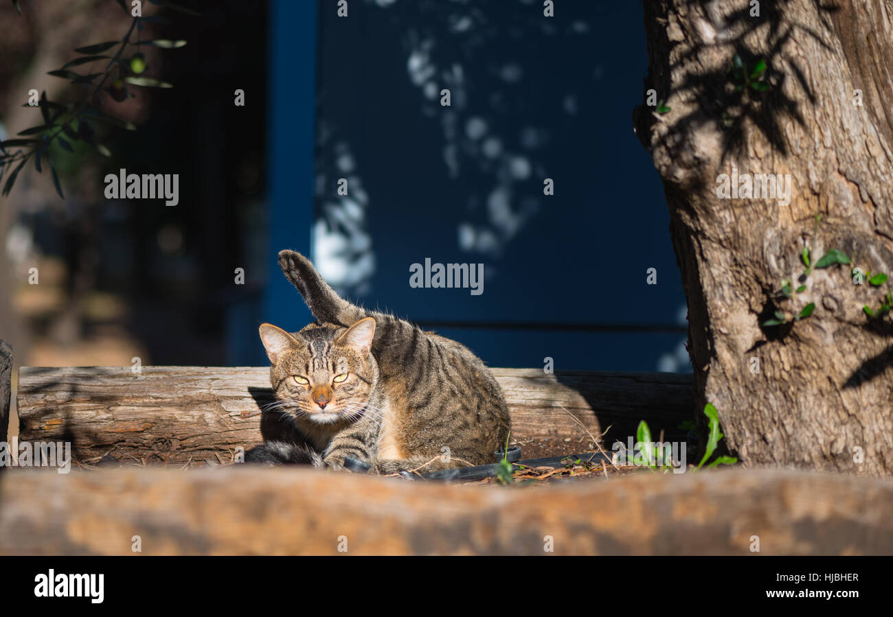 Funny Ninja Cat Pictures