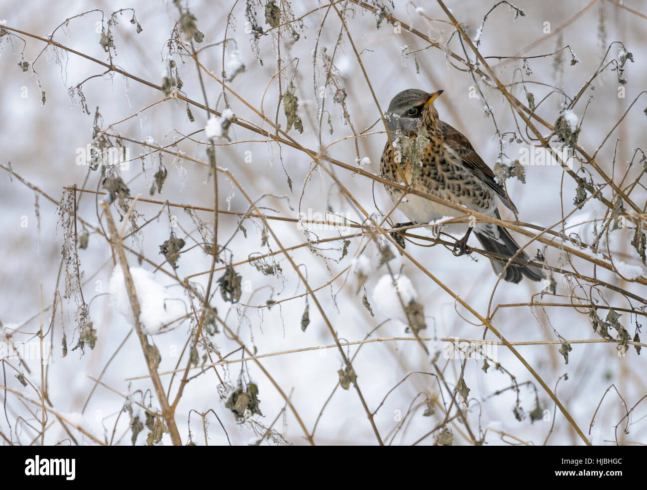 Fieldfare Turdus Pilaris High Resolution Stock Photography and Images ...