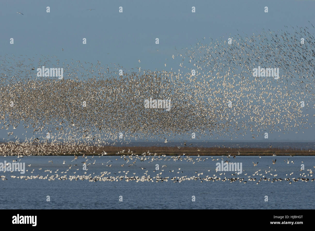 Norfolk snettisham flock roost high tide calidris canutus knot hi-res ...