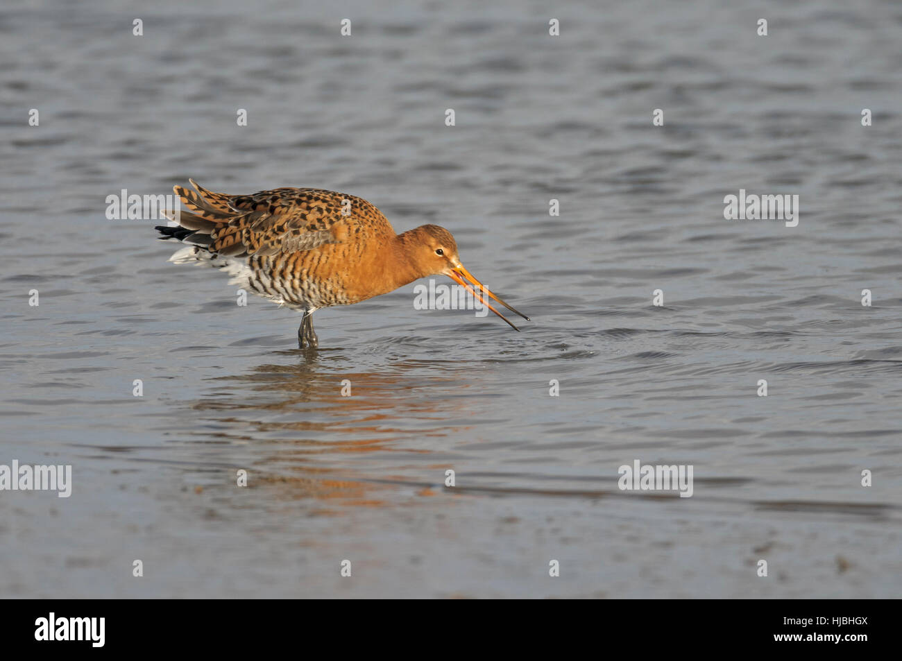 Black tailed godwit summer plumage hi-res stock photography and images ...