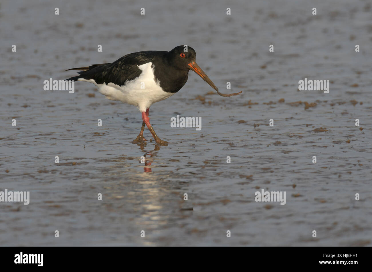 Eurasian oystercatcher (Haematopus ostralegus) feeding on ragworm, on ...