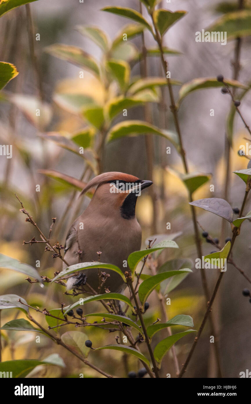 British waxwing hi-res stock photography and images - Alamy