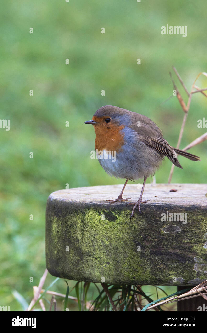 Iconic british bird hi-res stock photography and images - Alamy