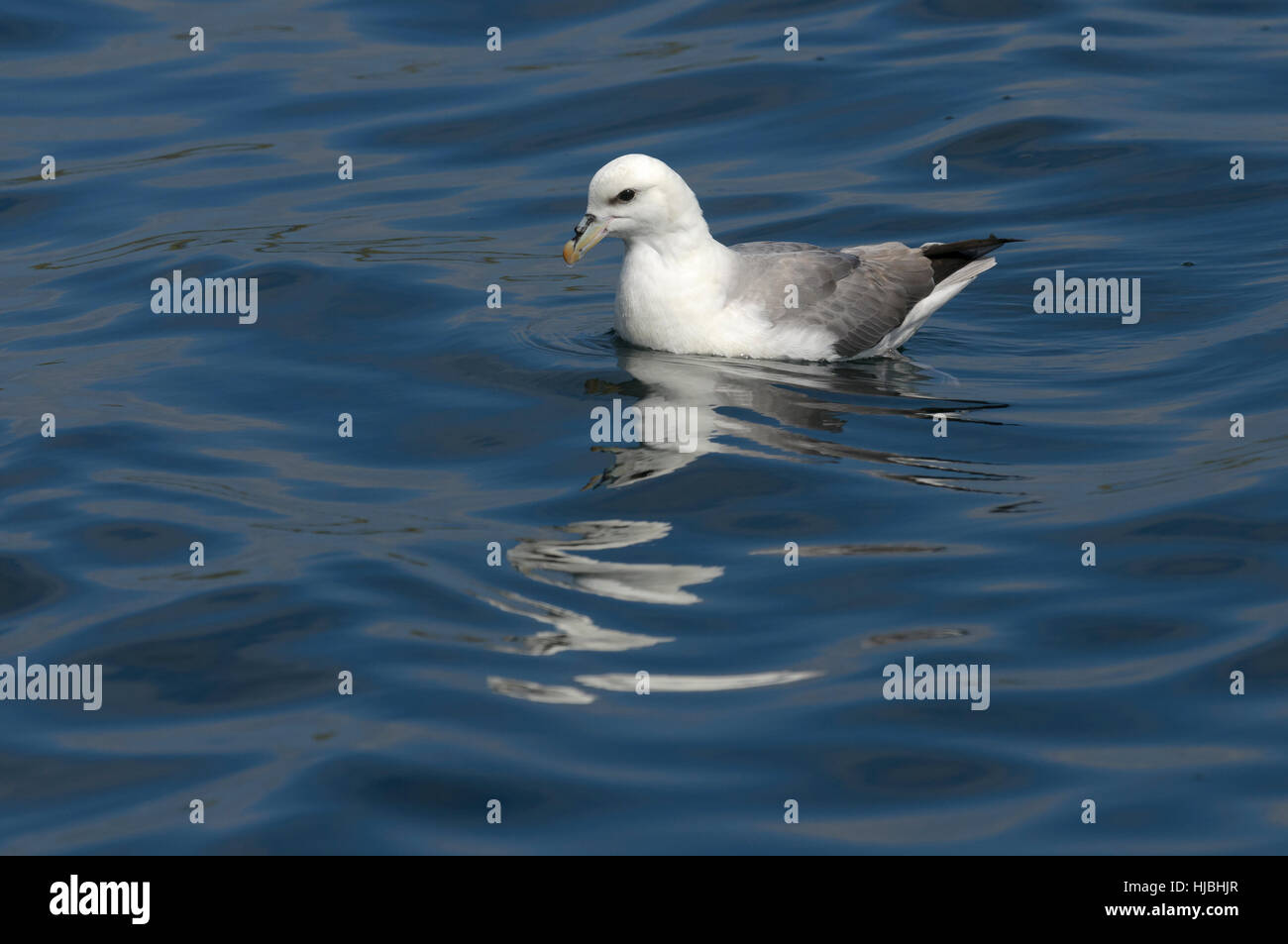 Fulmar petrel hi-res stock photography and images - Alamy