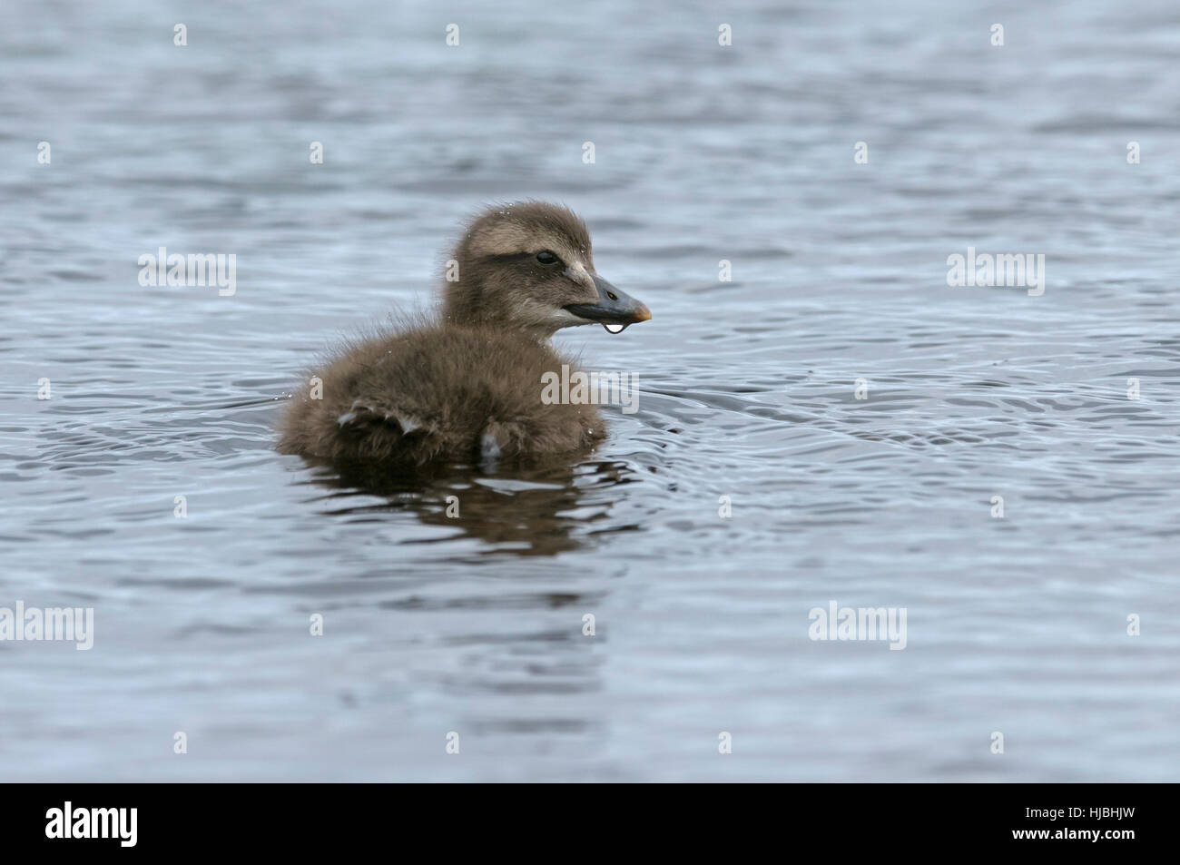 Eider duck chick hi-res stock photography and images - Alamy