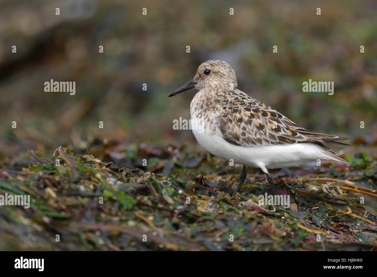 Sanderling (Calidris alba) adult moulting into summer plumage, and ...