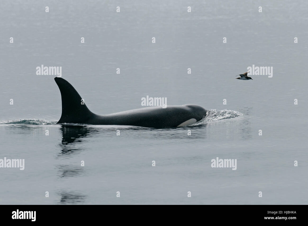 Orca or killer whale (Orcinus orca) adult female surfacing, with manx ...