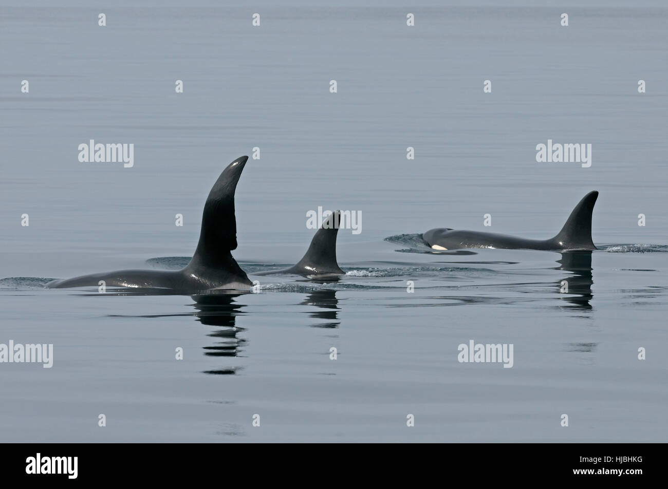 Pod of orca or killer whales (Orcinus orca) surfacing, one male and two ...
