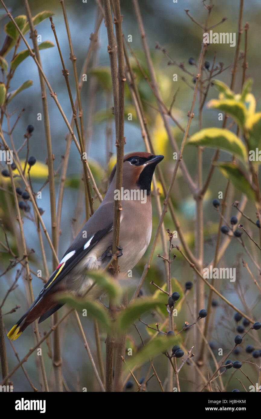 British waxwing hi-res stock photography and images - Alamy