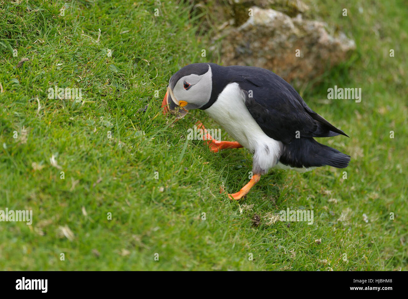 Atlantic puffin gathering nesting material hi-res stock photography and ...