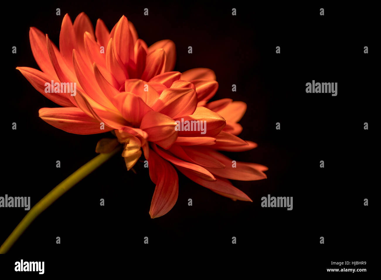 An orange flower on a black background Stock Photo - Alamy