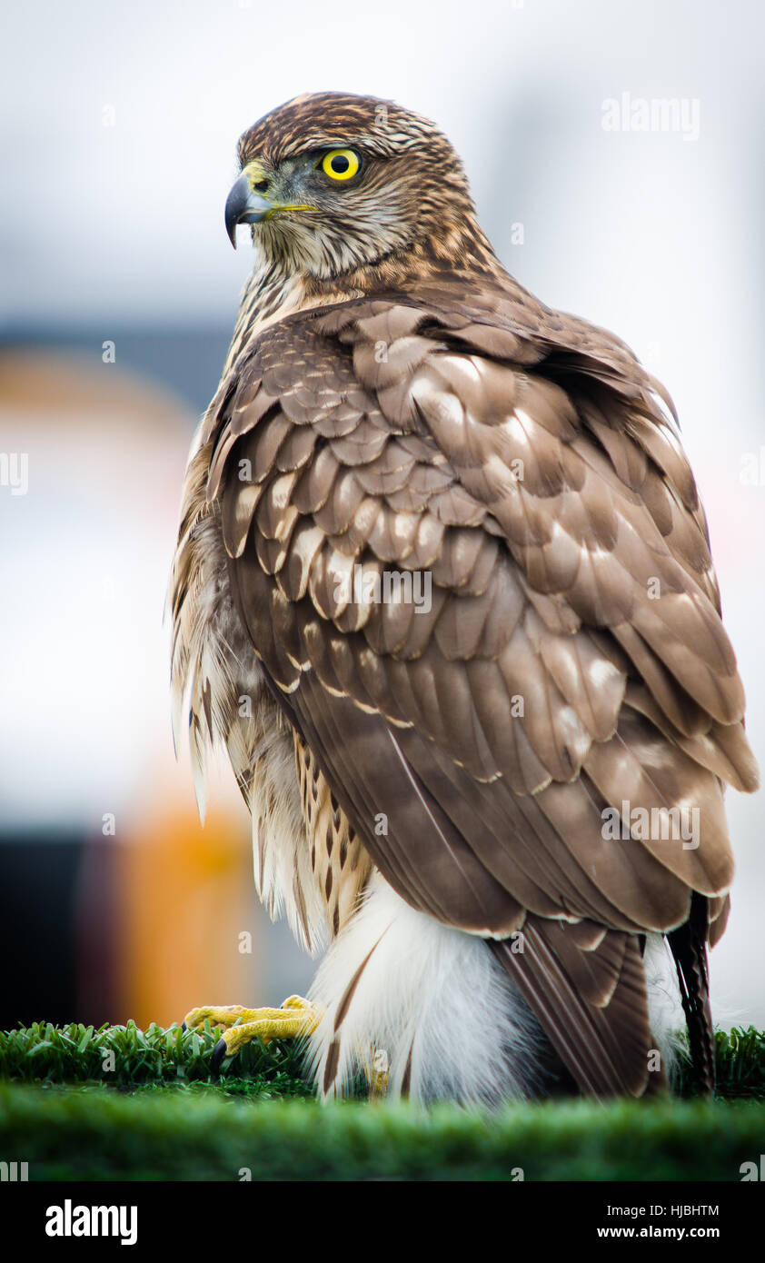 Short wing bird hi-res stock photography and images - Alamy