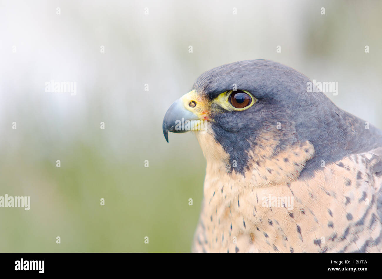 Gray falcon hi-res stock photography and images - Alamy