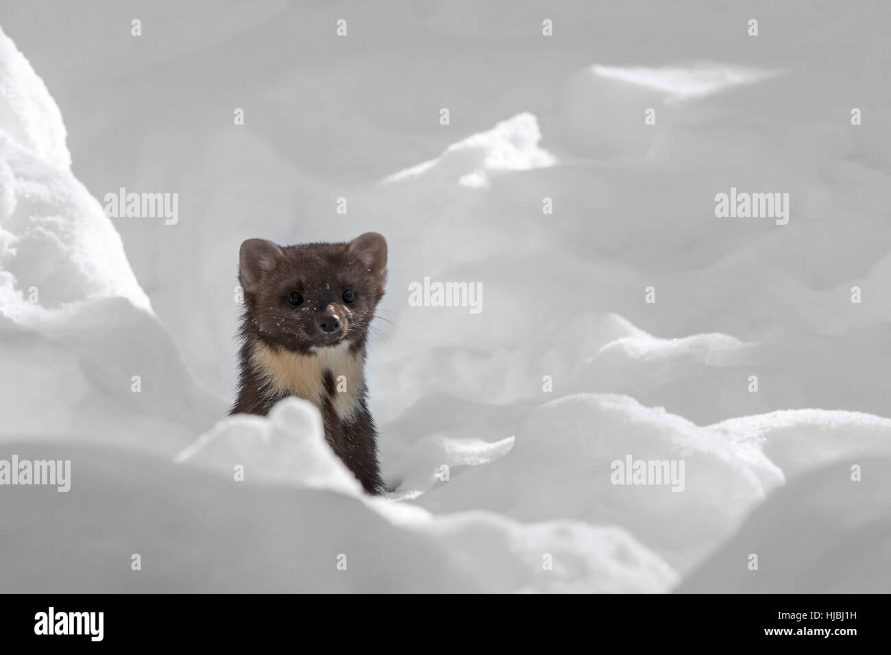 Pine marten snow britain hi-res stock photography and images - Alamy