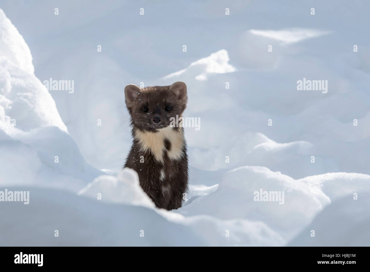 Pine marten uk snow hi-res stock photography and images - Alamy