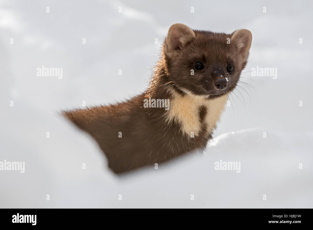 Pine marten scotland snow hi-res stock photography and images - Alamy