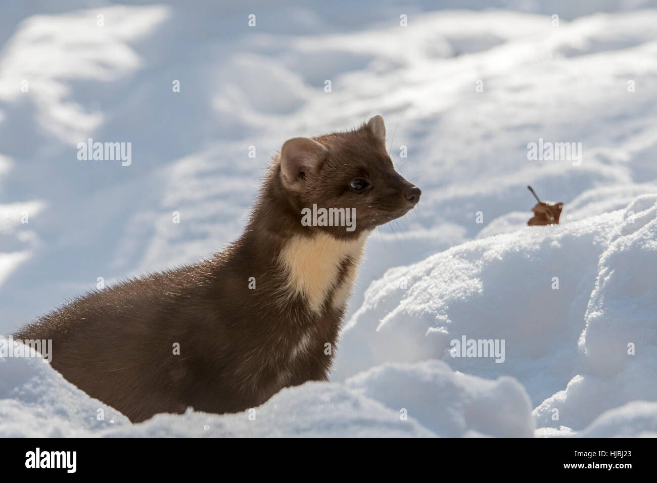 Pine marten scotland snow hi-res stock photography and images - Alamy
