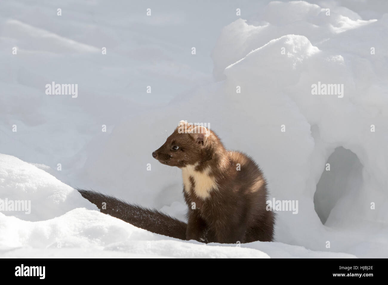 European pine marten (Martes martes) hunting in the snow in winter ...