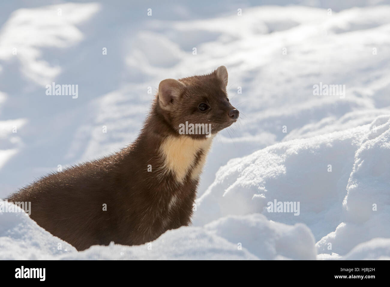 Pine marten snow uk hi-res stock photography and images - Alamy