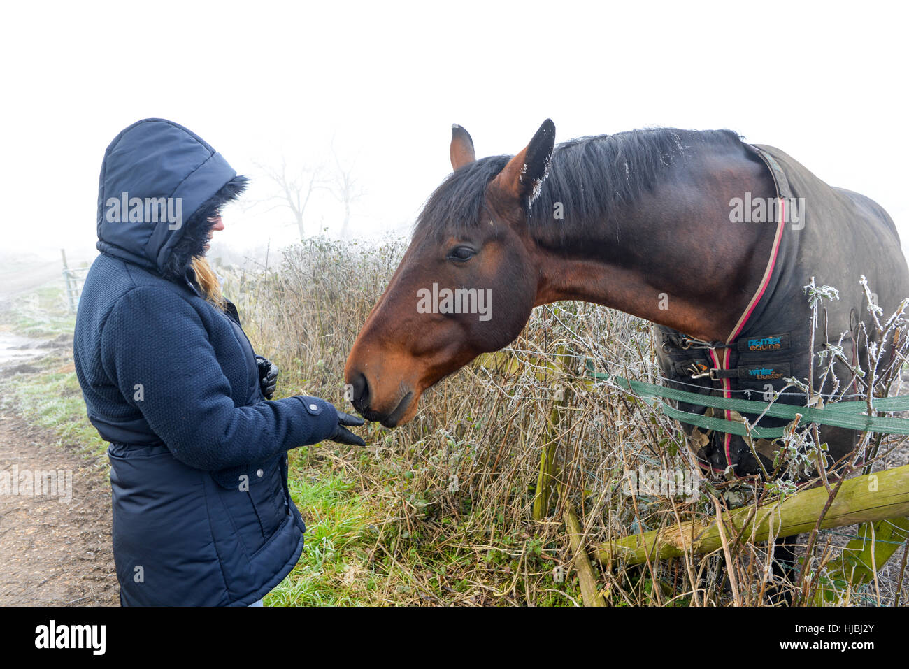 A woman greets a horse in a field over the hedge boundary of its ...