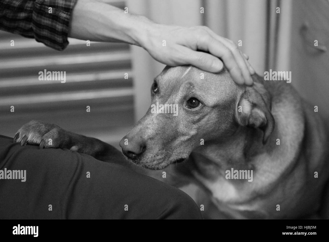 Hand on head man Black and White Stock Photos & Images - Alamy