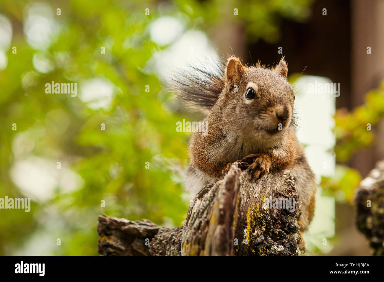 Squirrel in a Green Forest Stock Photo - Alamy