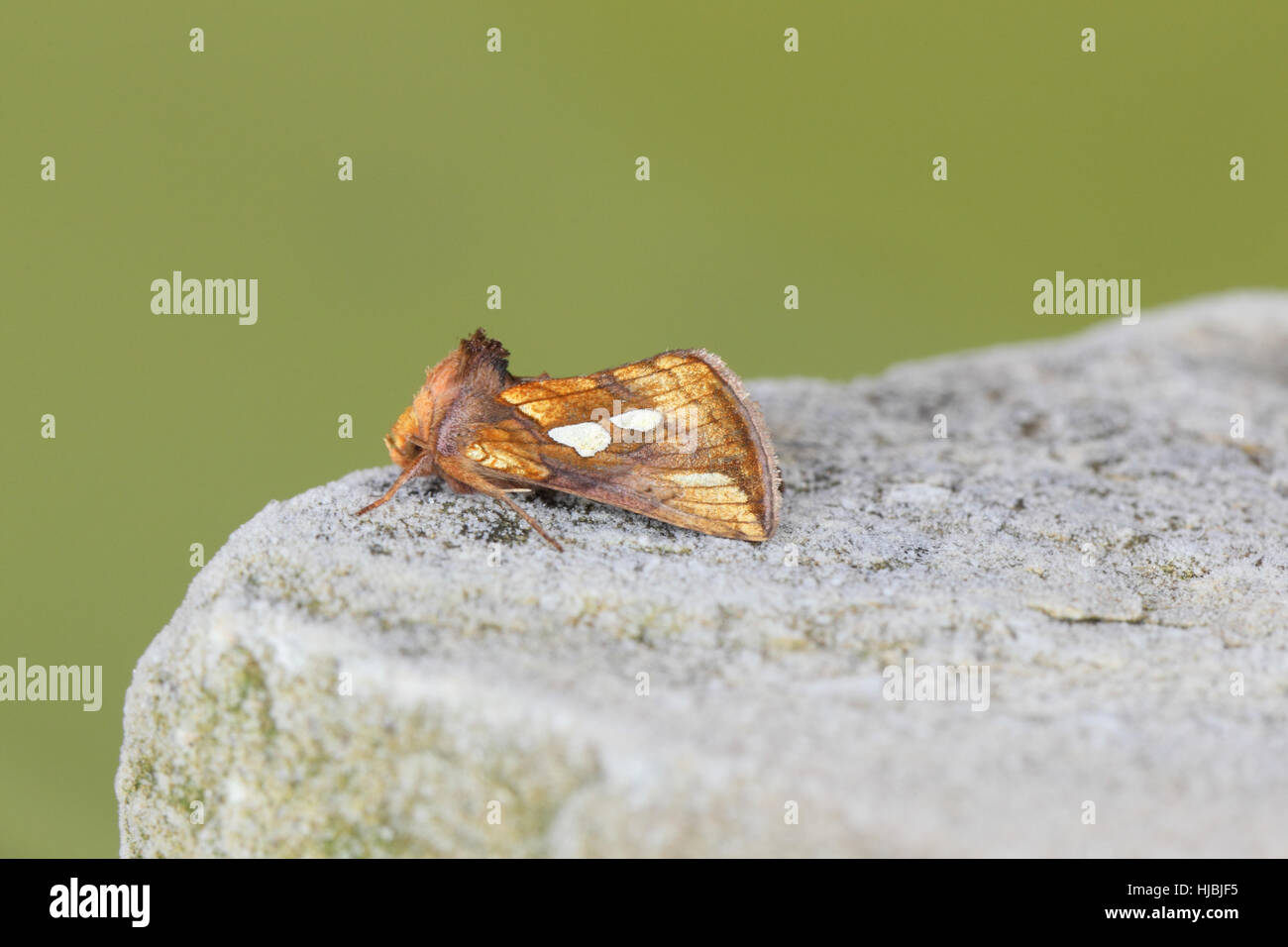 Goldspot (Plusia festucae), a golden moth with two white spots, sat on ...