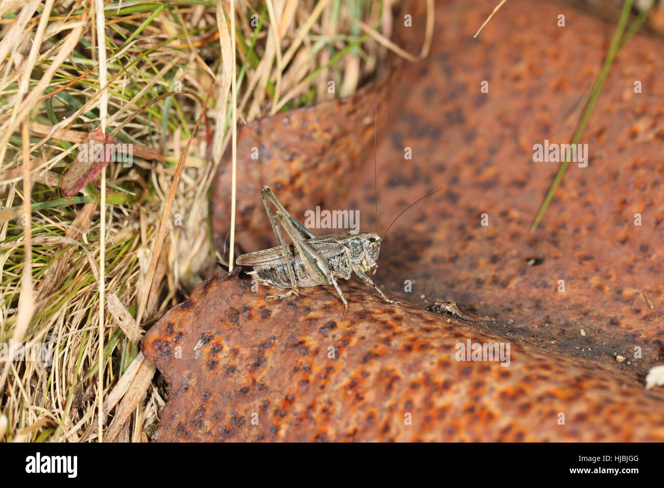 Grey Bush-cricket (Platycleis albopunctata) - a rare orthopteran of ...