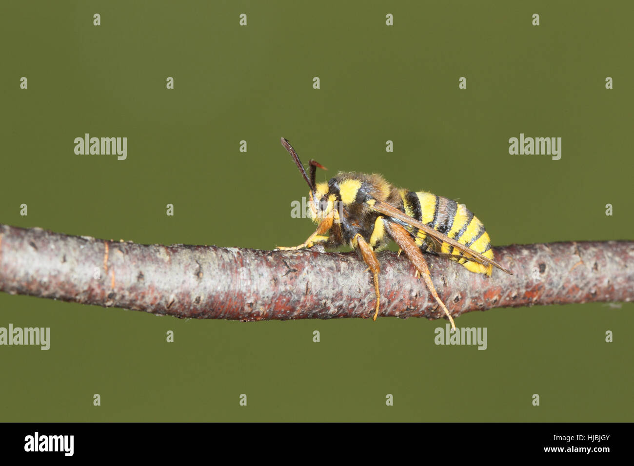 Hornet Moth (Sesia apiformis) - a yellow and black moth that mimics a ...