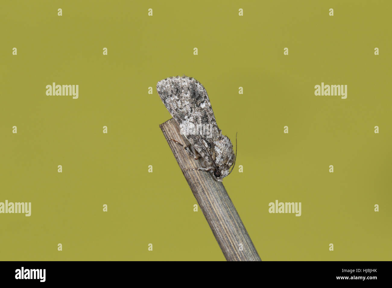 Knot Grass (Acronicta rumicis) - a heavily marked grey moth perched ...