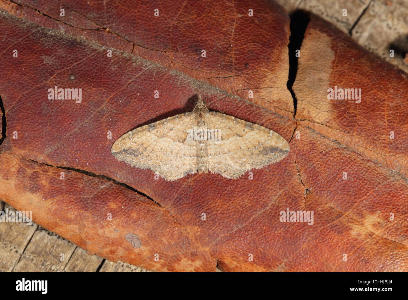The Gem (Nycterosea obstipata), a migrant moth, on a rust-coloured leaf ...