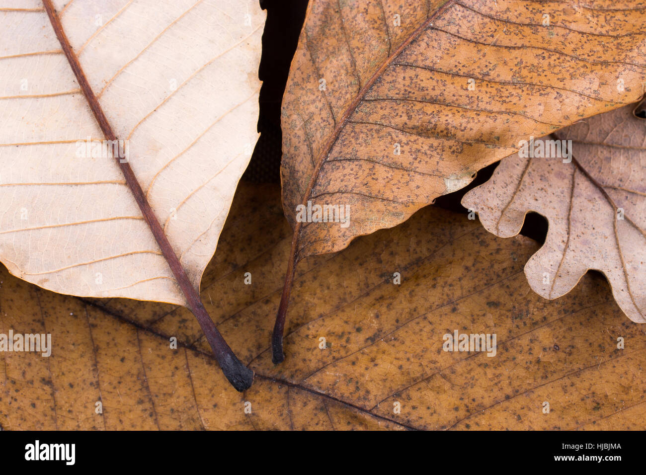 Beautiful dry leaves as an autumn background Stock Photo - Alamy