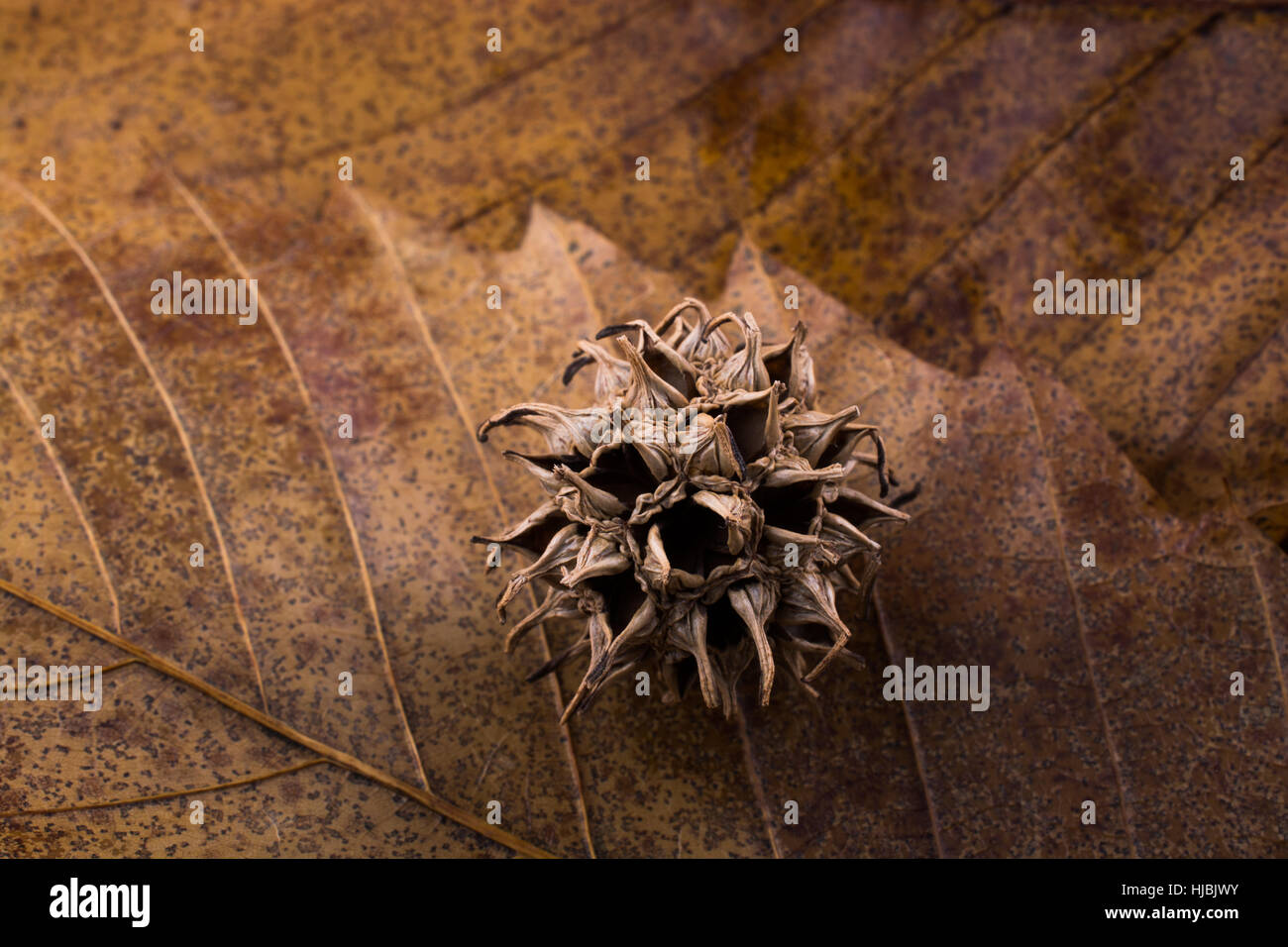 Brown color pod capsule on a dry leaf as an autumn background Stock ...