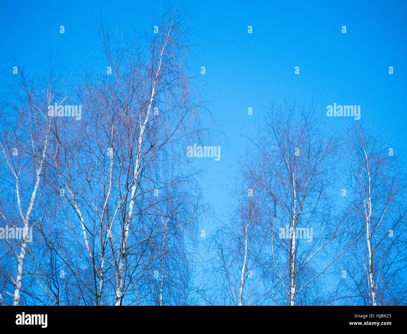 Silver birch wood in sun hi-res stock photography and images - Alamy