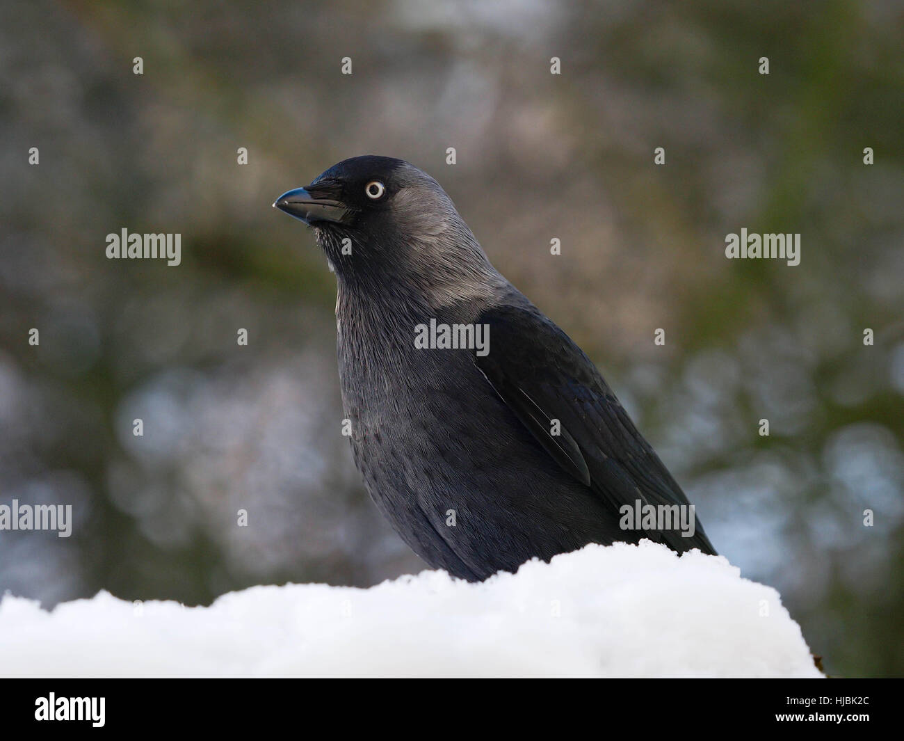 Jackdaw photos hi-res stock photography and images - Alamy
