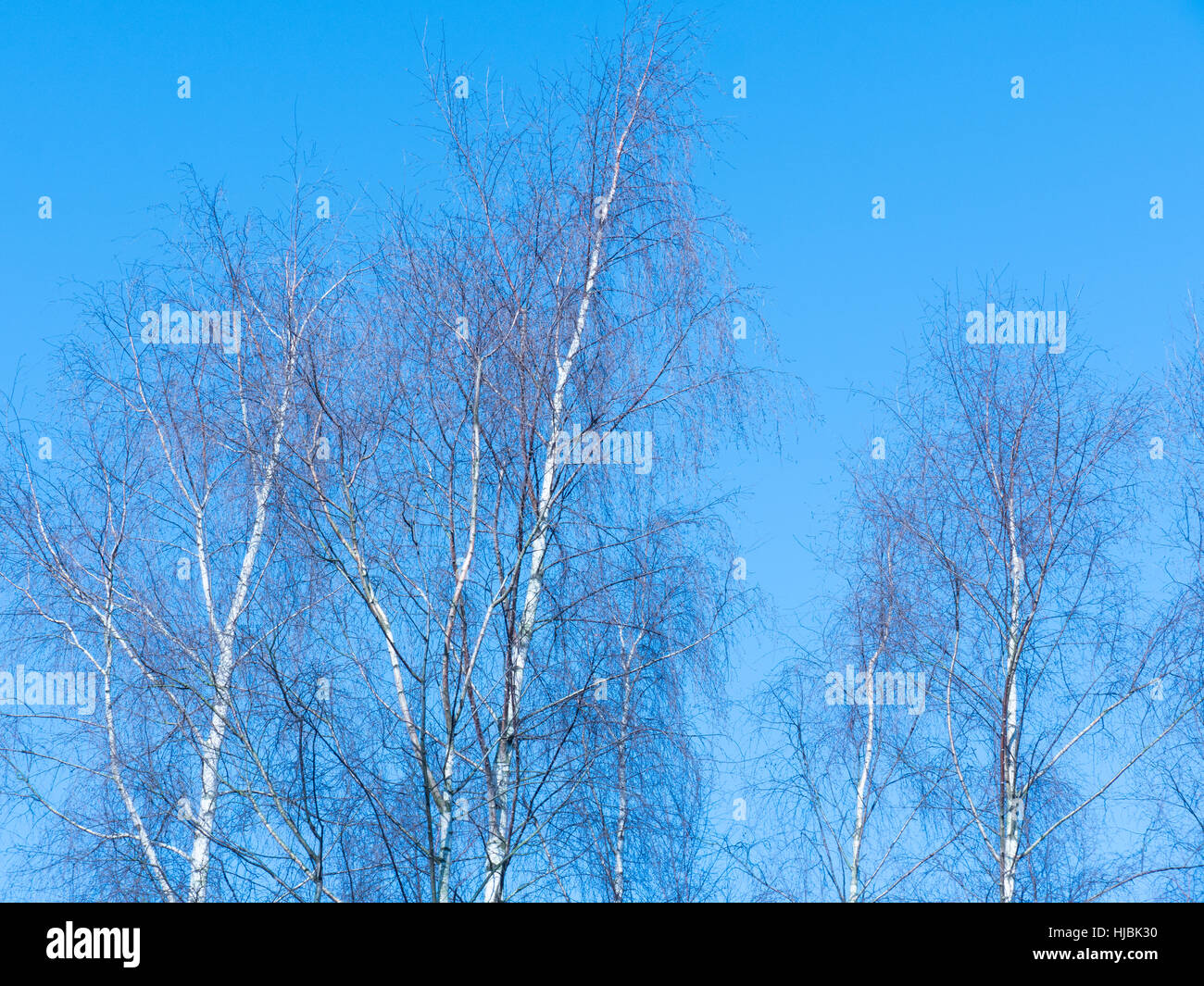 Silver birch trees on a sunny blue winters day in a park in Manchester ...