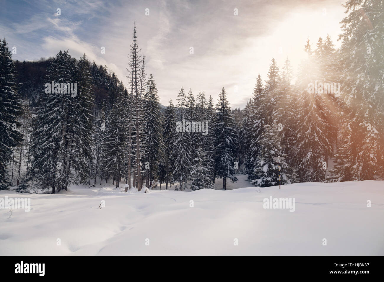 Fir trees sunset hi-res stock photography and images - Alamy