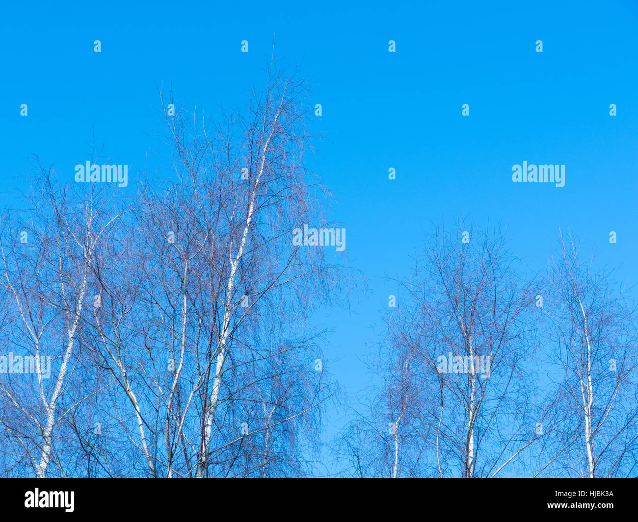 Silver birch tree hi-res stock photography and images - Alamy
