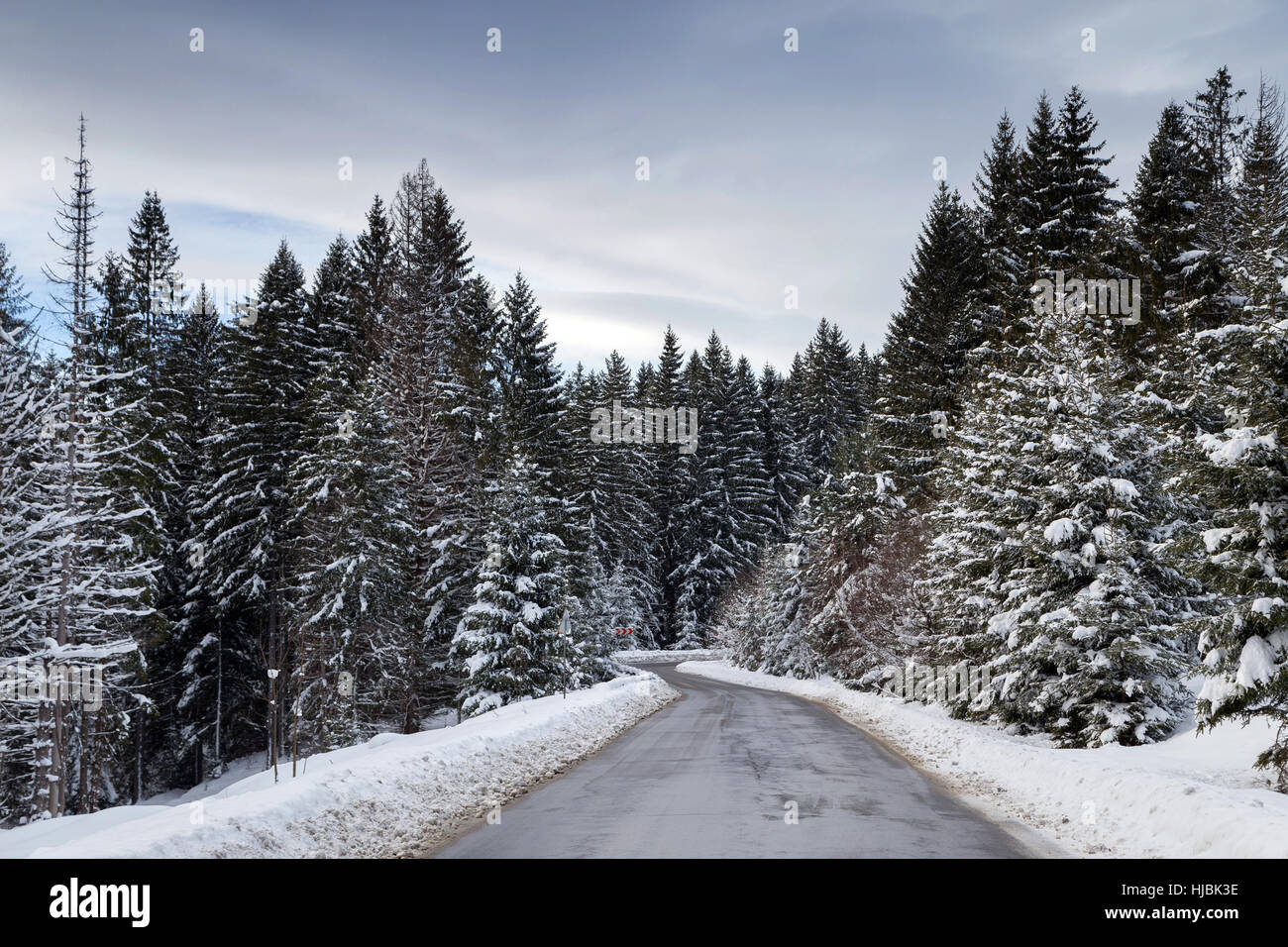 Beautiful fir trees forest Stock Photo - Alamy