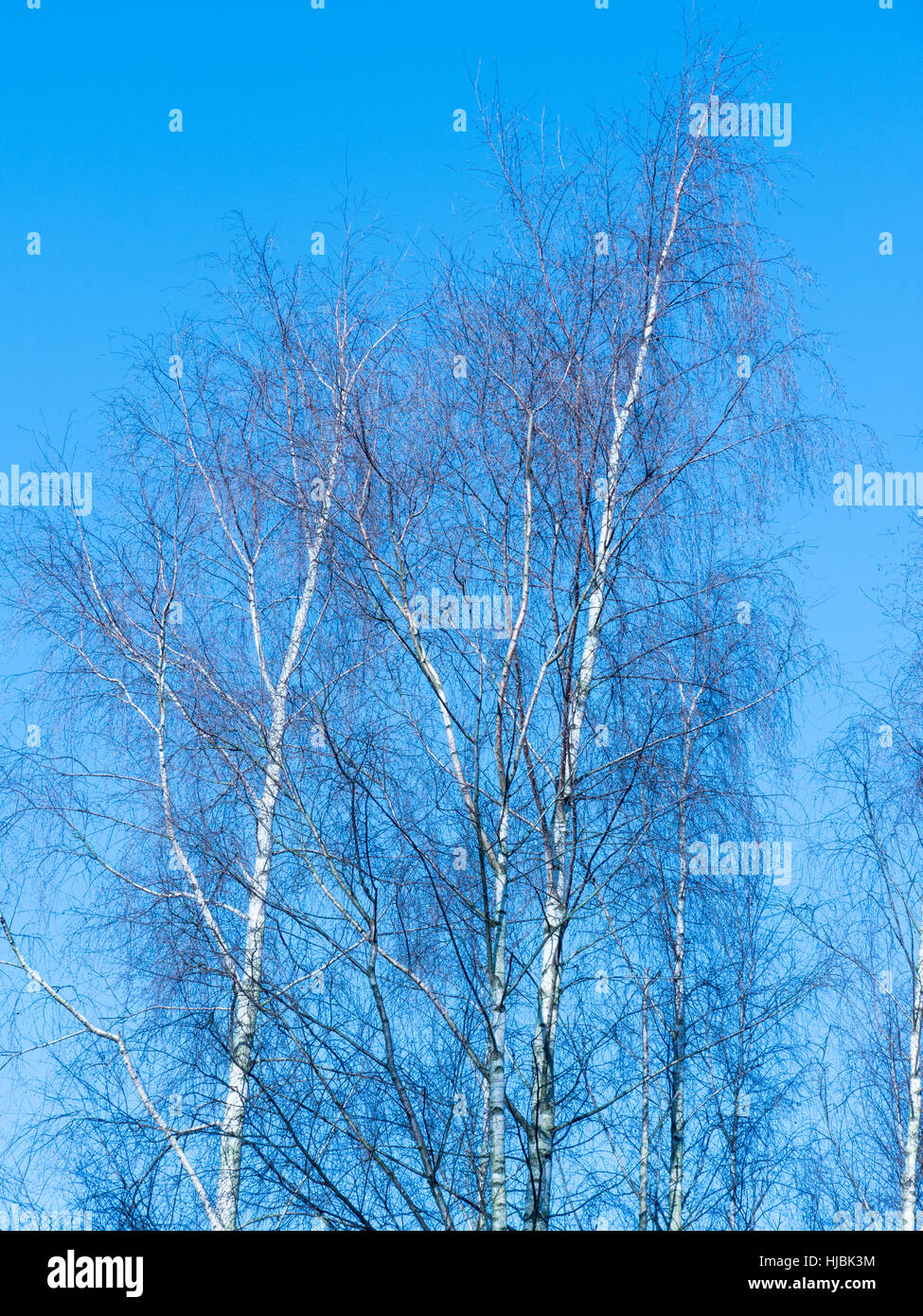 Silver birch trees on a sunny blue winters day in a park in Manchester ...