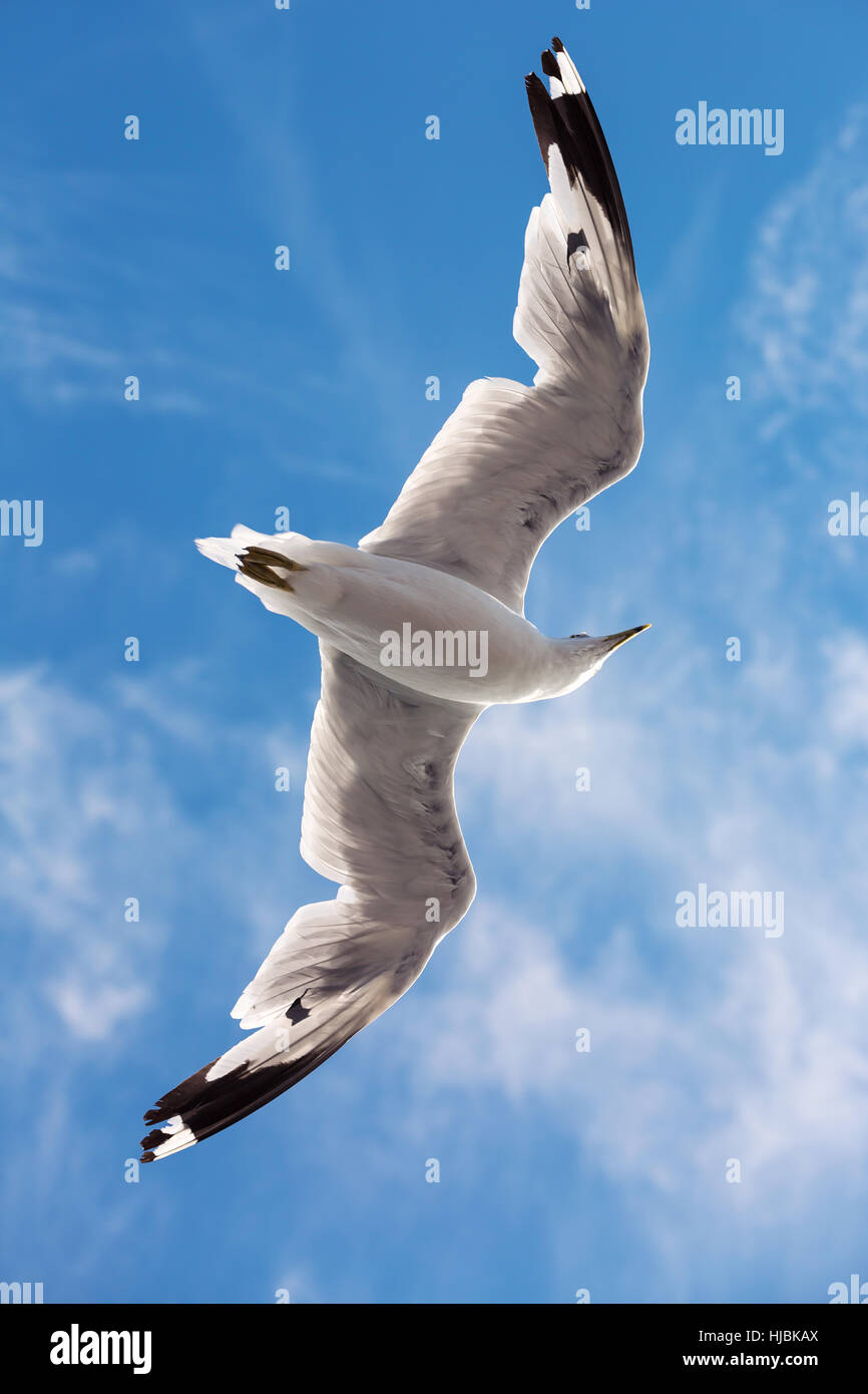 High in heaven hi-res stock photography and images - Alamy
