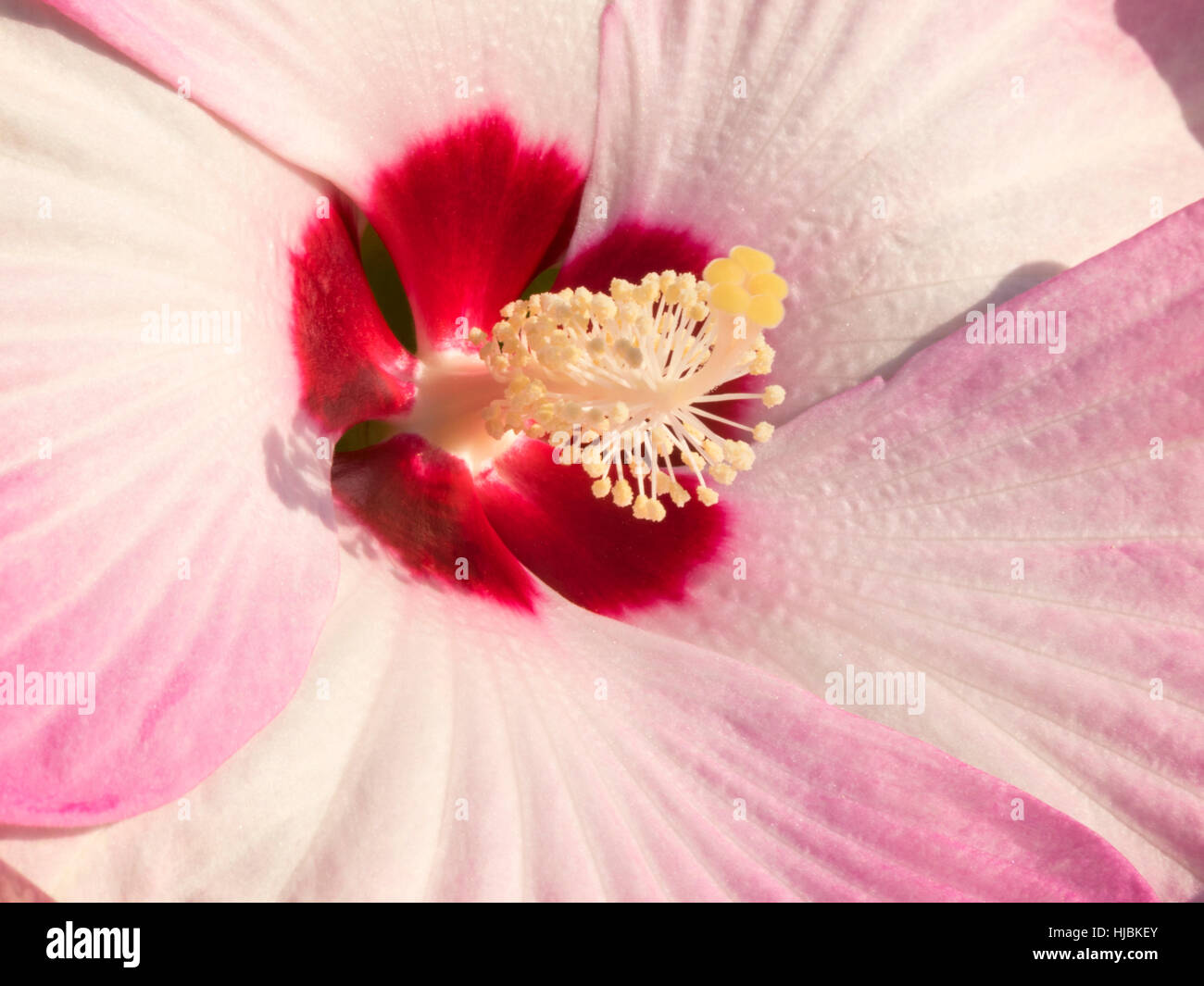 Rose Mallow Hibiscus flower in bloom Stock Photo - Alamy