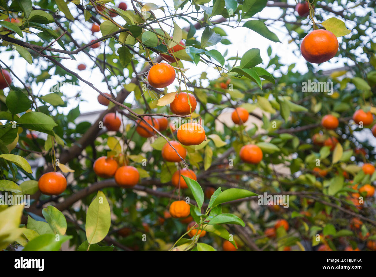 Orange trees fruit hi-res stock photography and images - Alamy